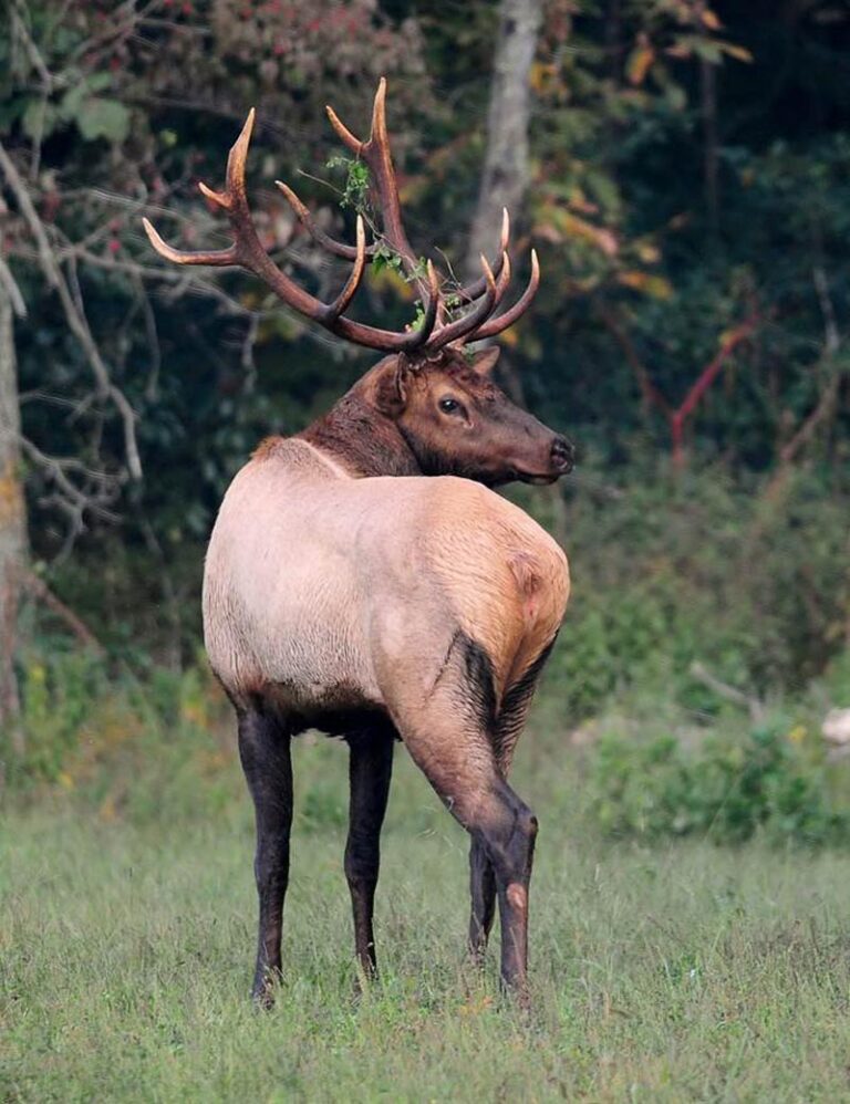 Experience Ellington